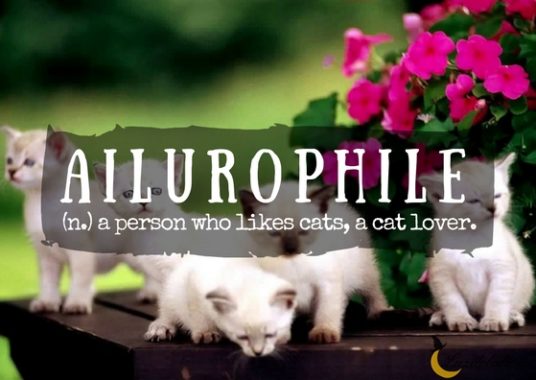 50 Types of Philes and What They Love | Luzdelaluna